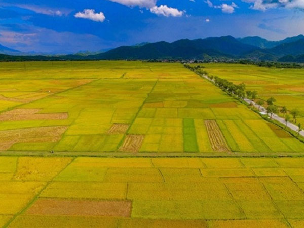 Contemplating the largest rice paddy field in the northwest