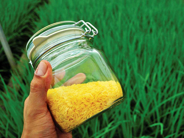 Genetically modified golden rice may yet succeed in the Philippines