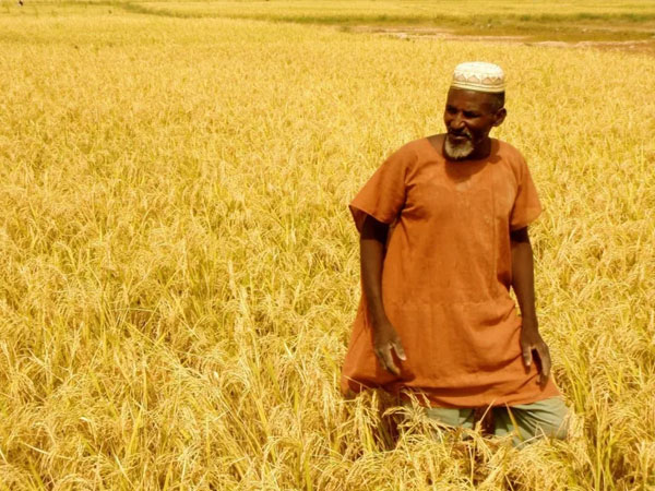 ClimateRice: a New Initiative to Drive the Transition to Climate-Smart Rice