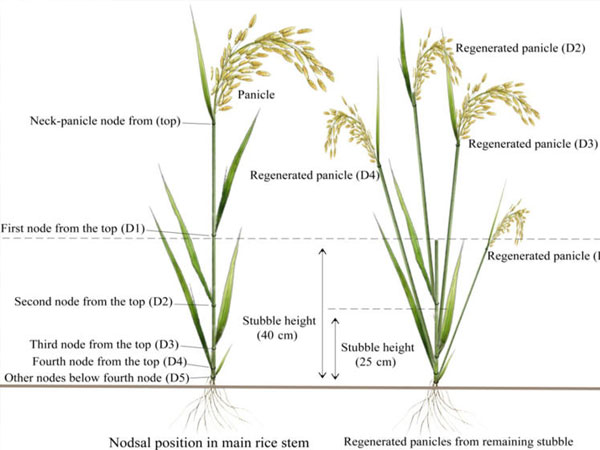 Enhancing ratoon rice yield and sustainability through innovative ...