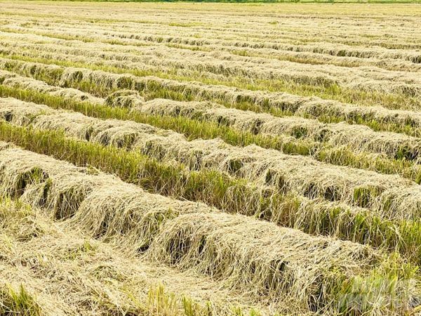 Organic fertilizer from rice straw contributes to cleaning the environment