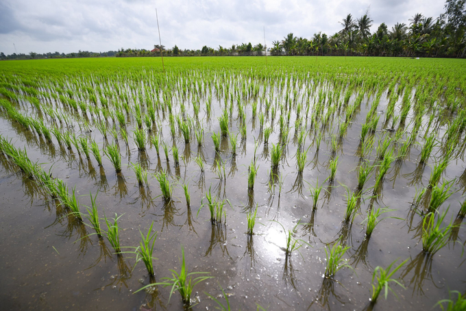The World Bank commits to transforming rice production in Vietnam