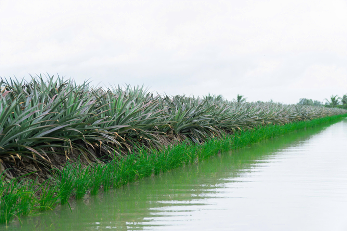 The unique model intercropping rice and pineapple