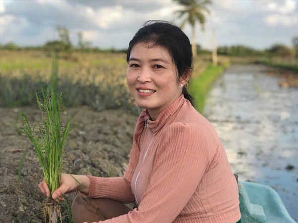 The unique model intercropping rice and pineapple