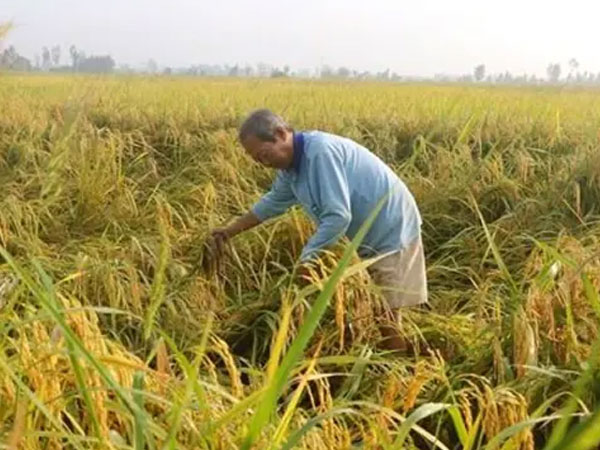 Heavy rains damage rice crop in Vietnam's Mekong Delta