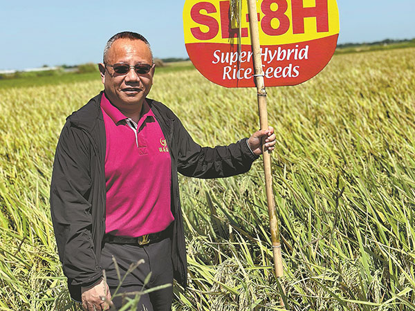 Hybrid rice market expands in Asia