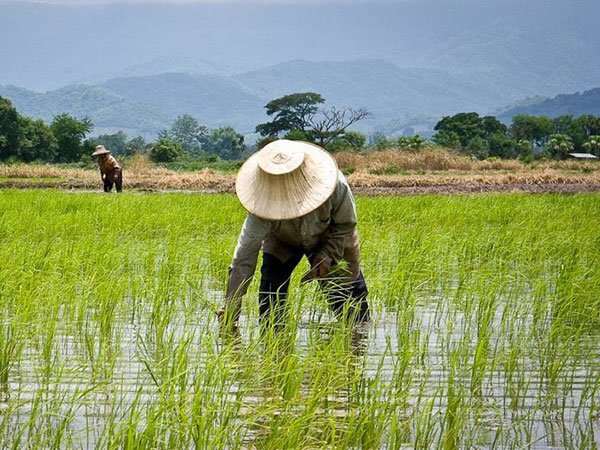 Thailand unites for eco-friendly transformation of rice farming