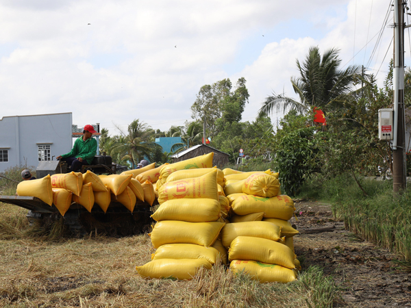 Vietnamese rice exports poised to thrive despite India’s eased export ...