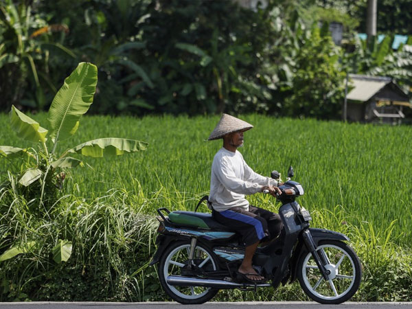 Rice production set to decline 760,000 tonnes this year